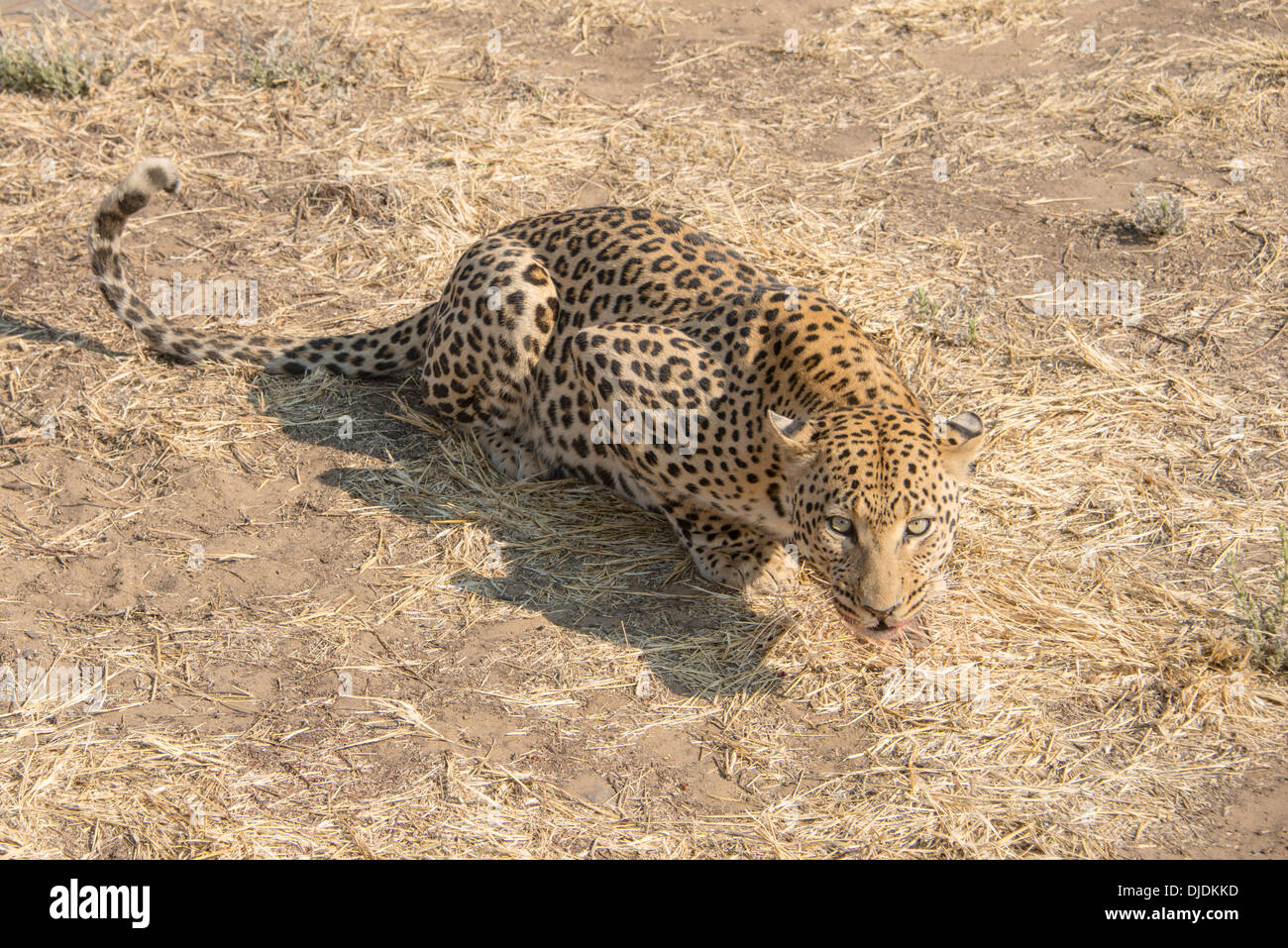 Leopard (Panthera pardus), Khomas, Namibia Stock Photo - Alamy