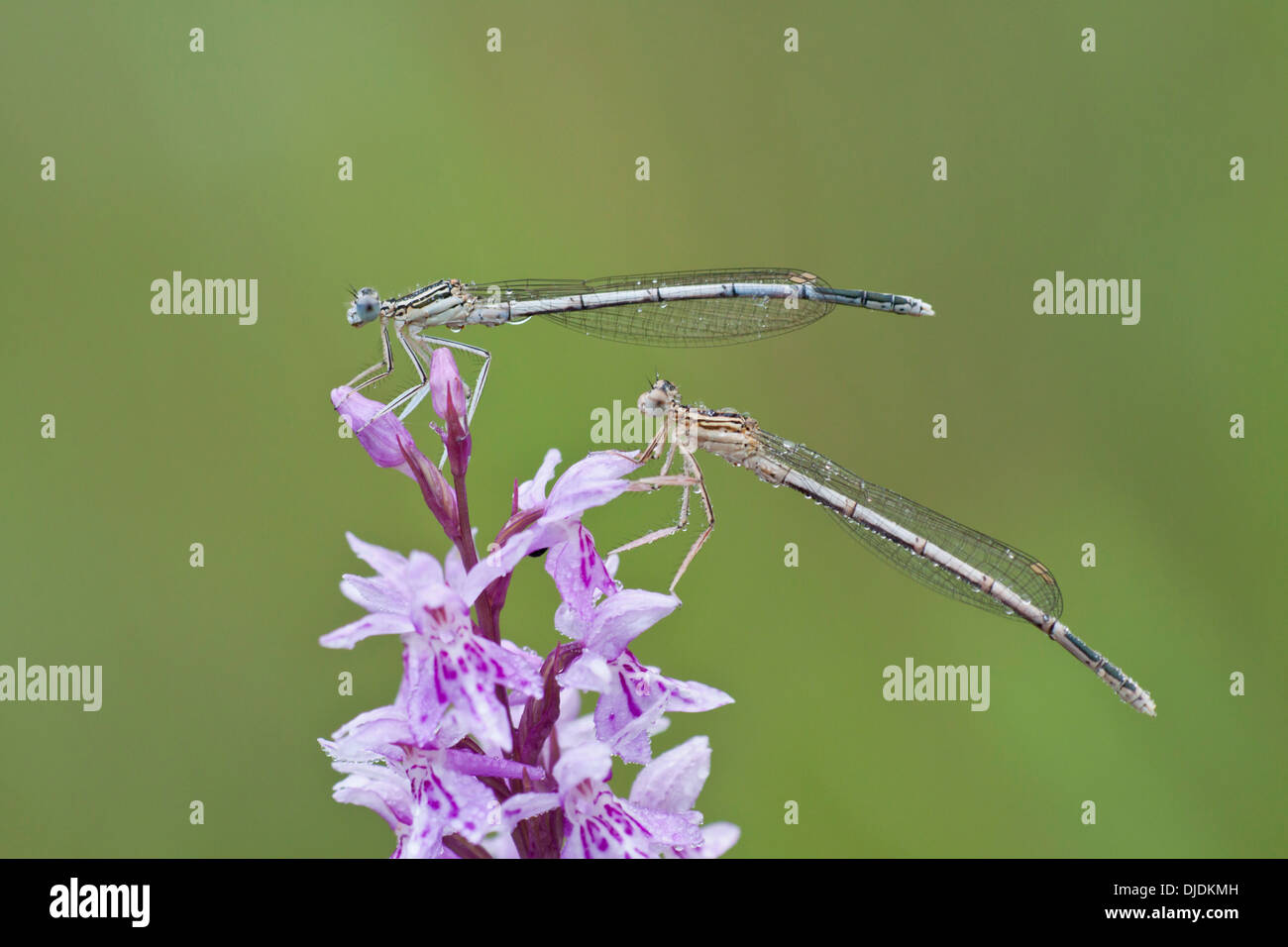 Two tailed merman or mermaid hi-res stock photography and images - Alamy