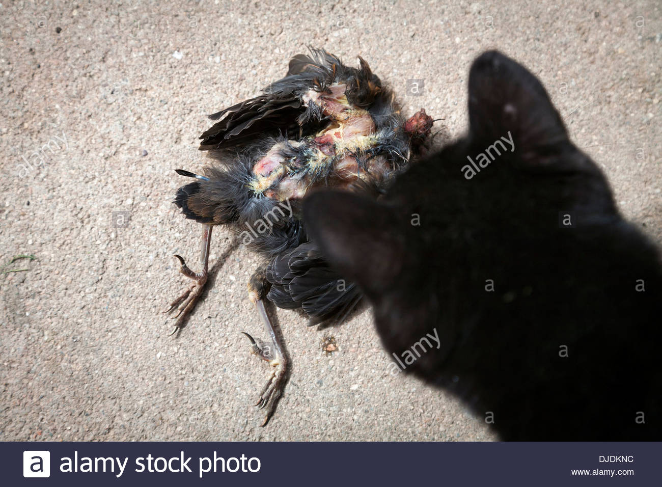 Silhouette Black Cat High Resolution Stock Photography and Images - Alamy