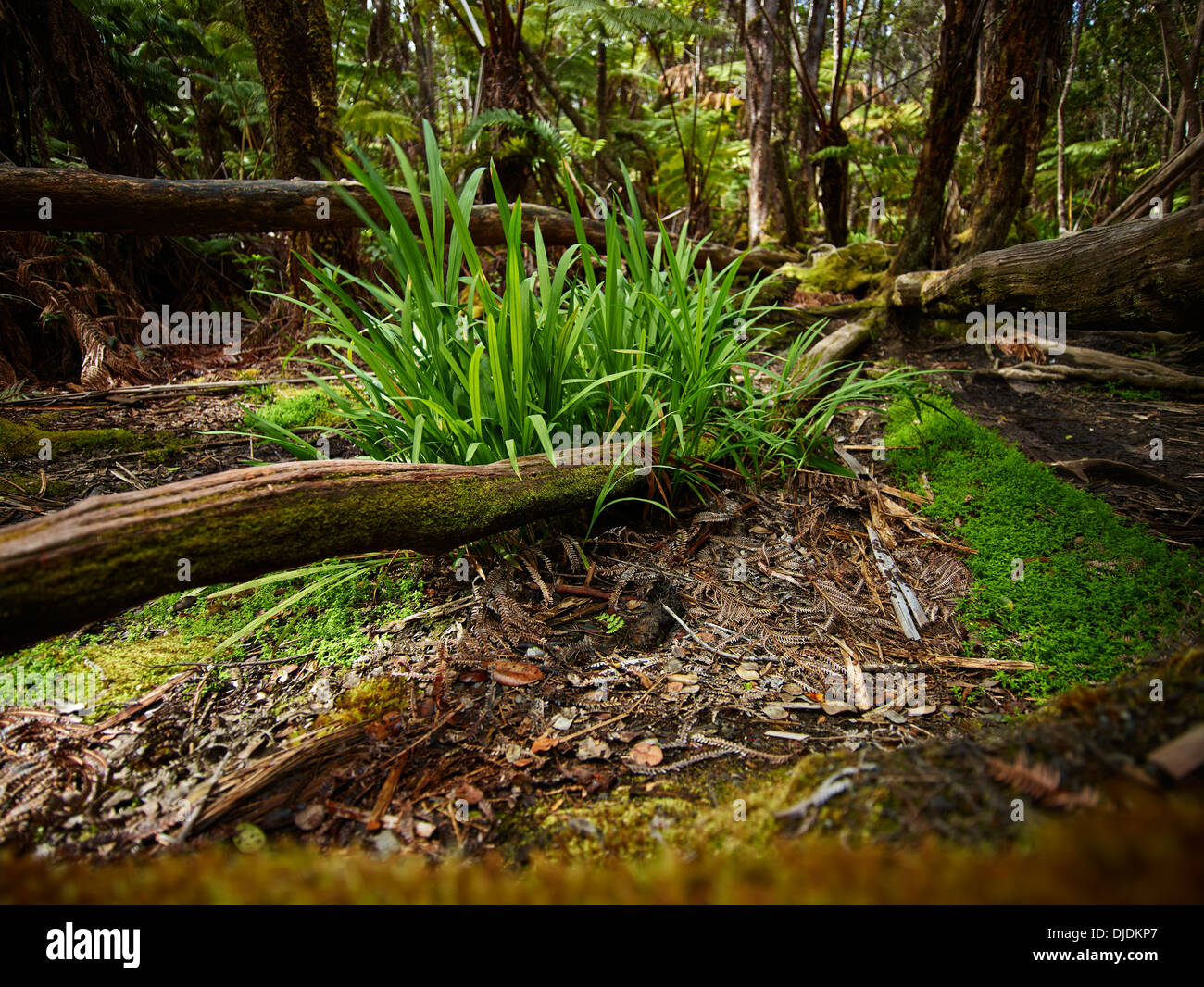 Hawaii volcanoes wilderness hi-res stock photography and images - Alamy