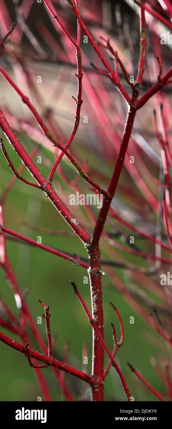 Bright red stems of dogwood, cornus, Cornaceae Stock Photo - Alamy