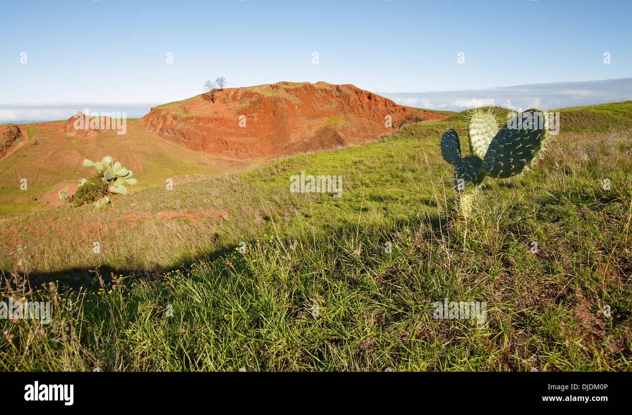 Landscape with cactus, Maui, Hawaii, USA Stock Photo - Alamy