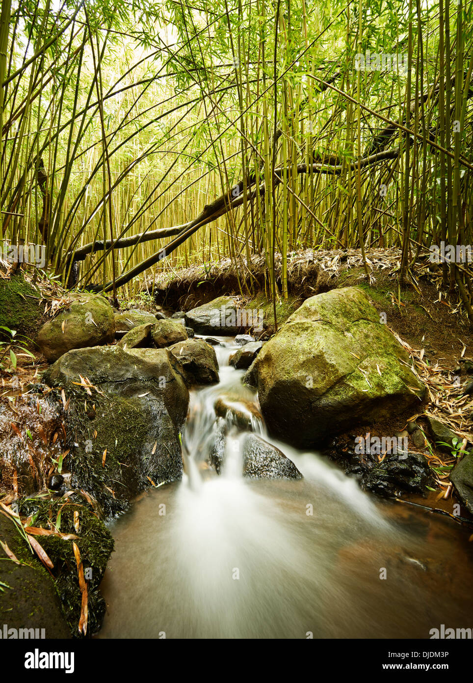 Bamboo Forest, Maui, Hawaii, USA Stock Photo - Alamy