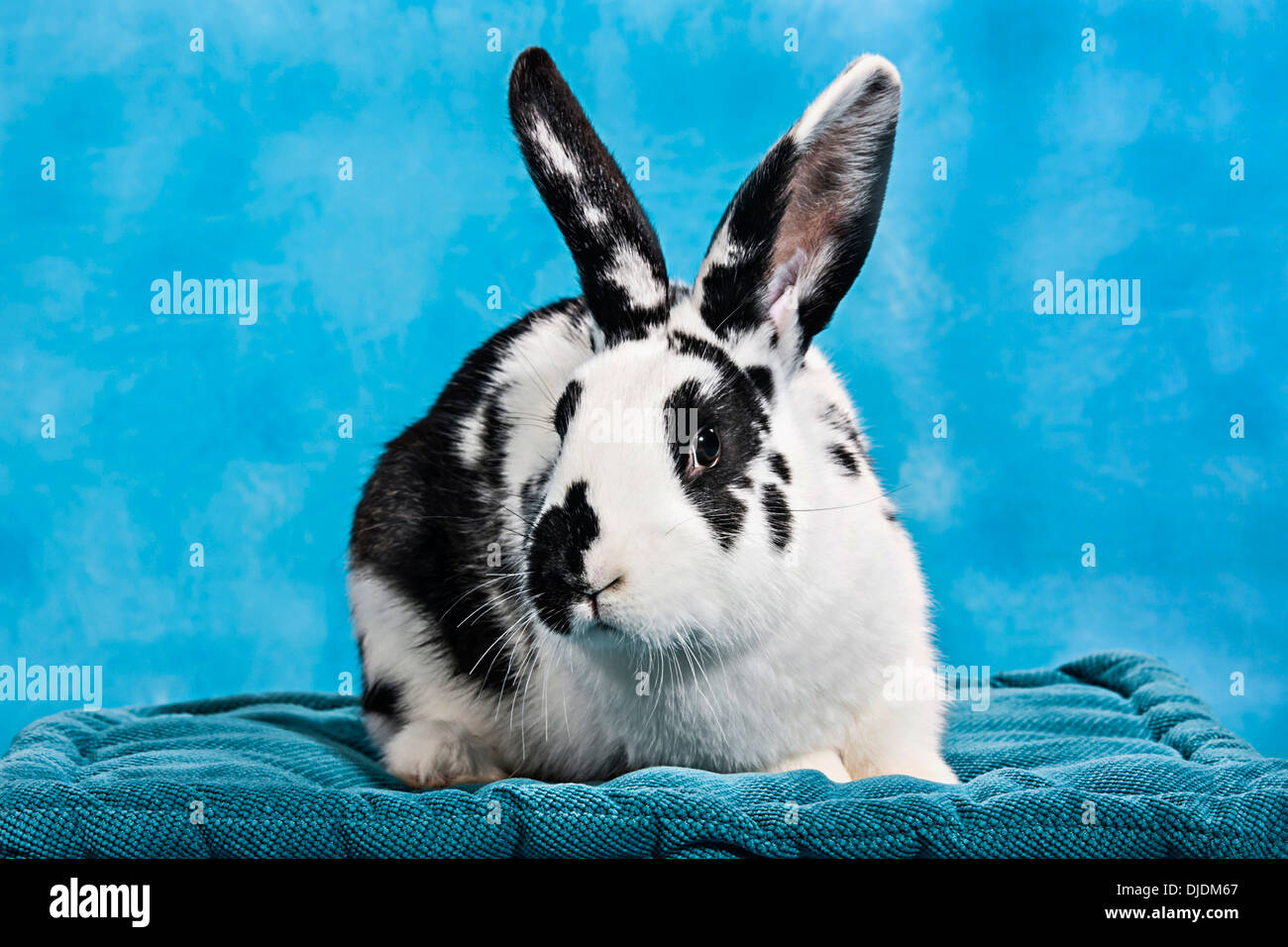 Black and white pinto rabbit Stock Photo - Alamy