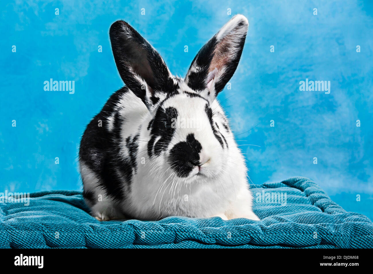 Black rabbit and white rabbits hi-res stock photography and images - Alamy