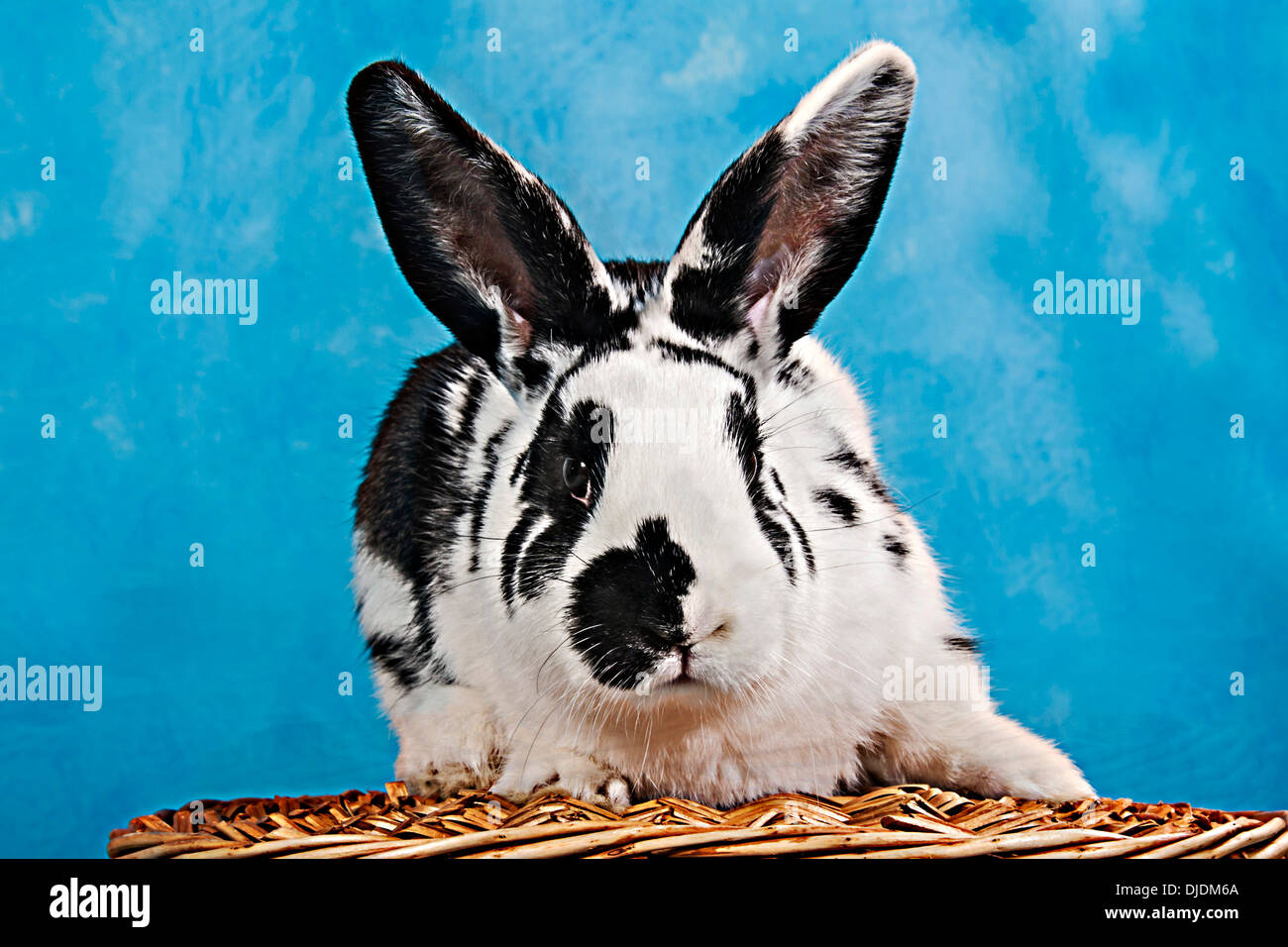 Black rabbit and white rabbits hi-res stock photography and images - Alamy