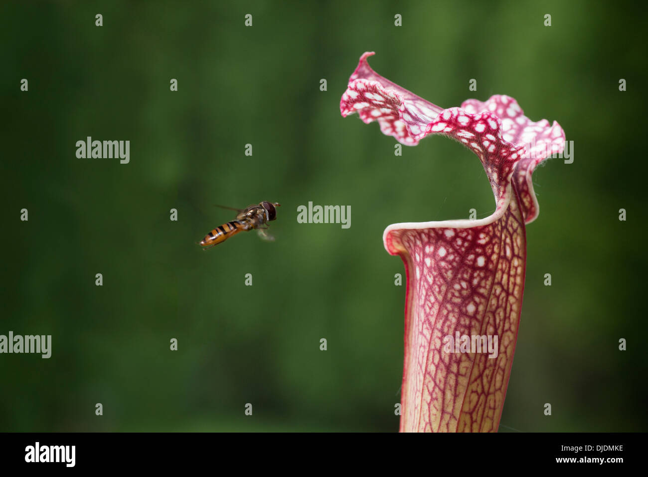 Common Banded Hoverfly (Syrphus ribesii) hoving at a Pitcher Plant ...