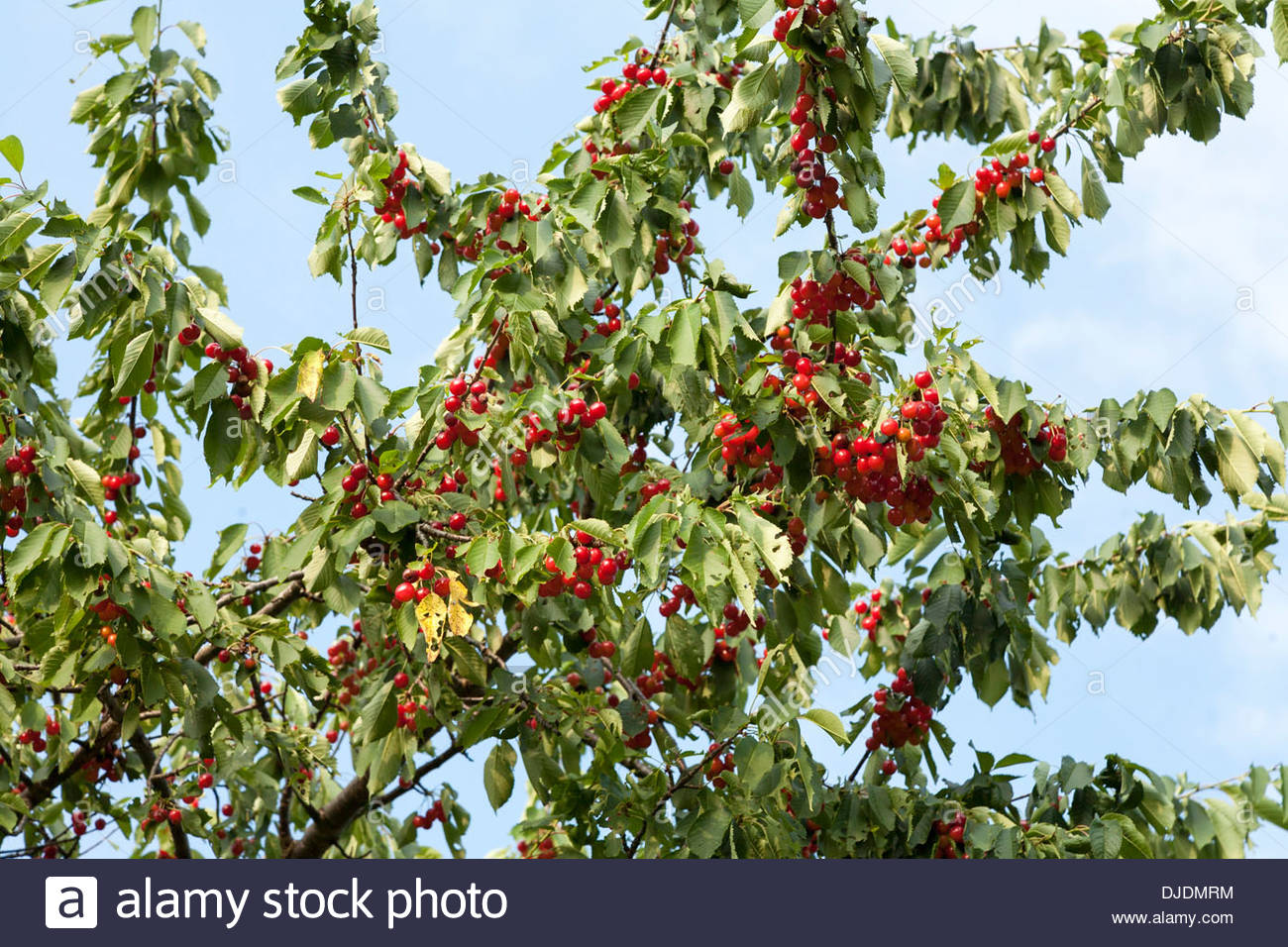 Wild Cherry Tree Stock Photos & Wild Cherry Tree Stock Images - Alamy
