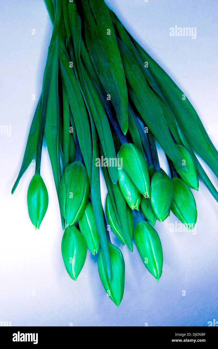 april, arrangement, background, beautiful, beauty, bloom, blossom ...