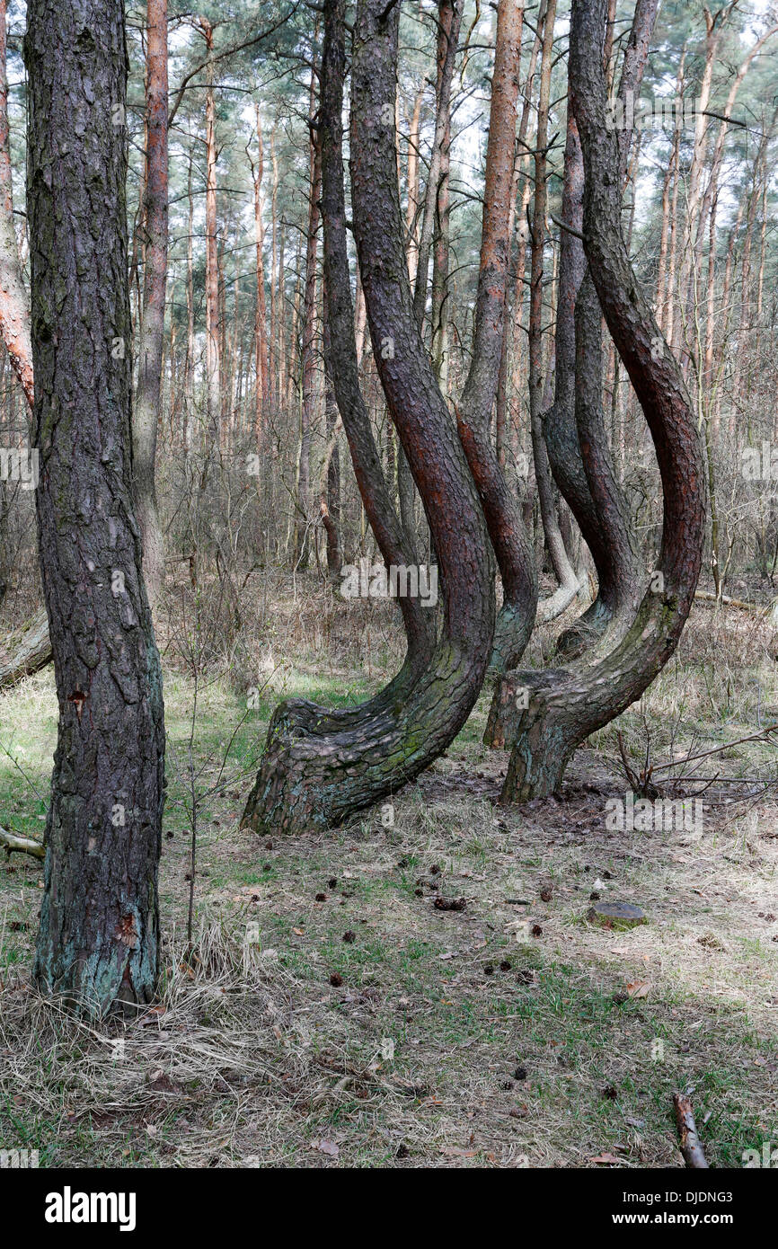 Gryfino tree hi-res stock photography and images - Alamy