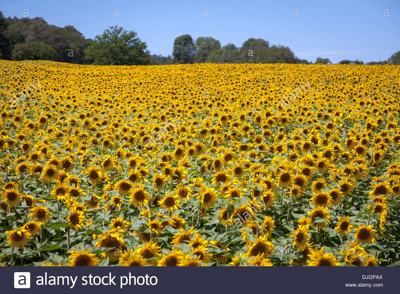 Giant Field Of Flowers High Resolution Stock Photography and Images - Alamy
