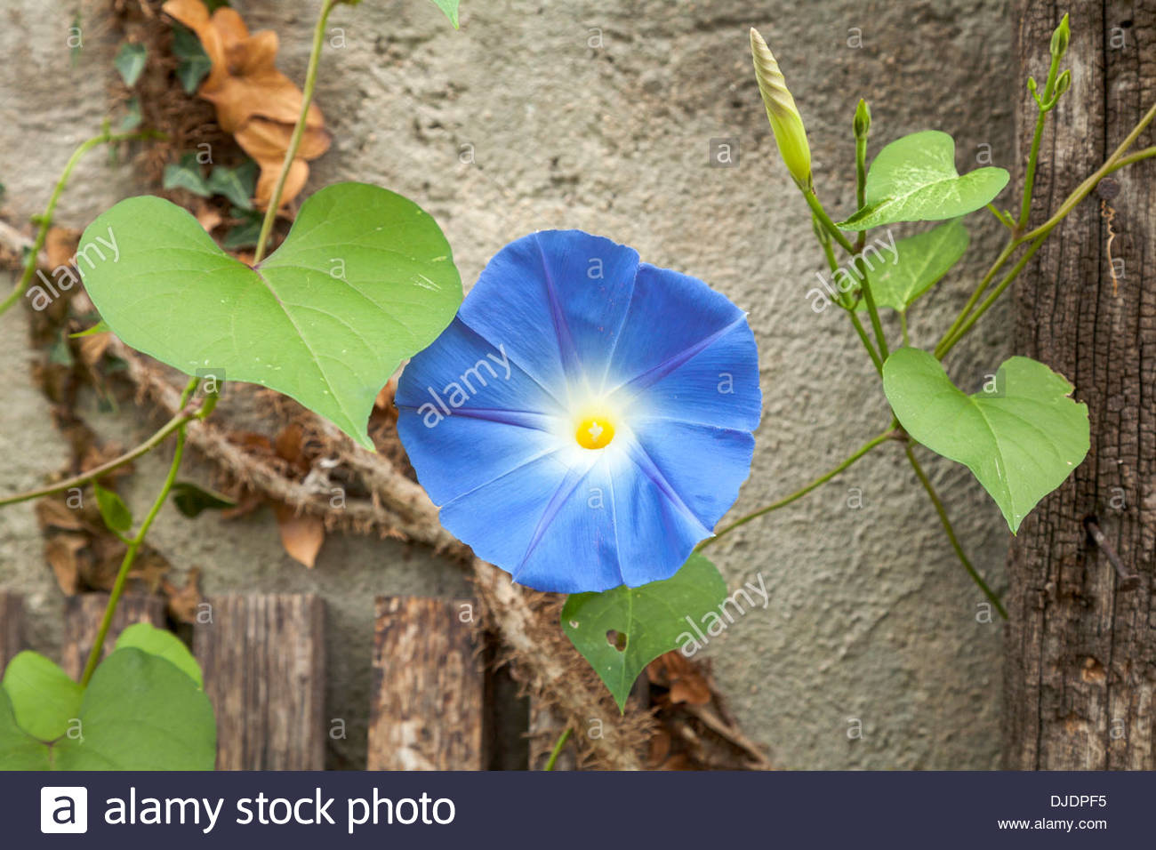 Morning Glory Ipomoea Tricolor Heavenly Blue High Resolution Stock ...