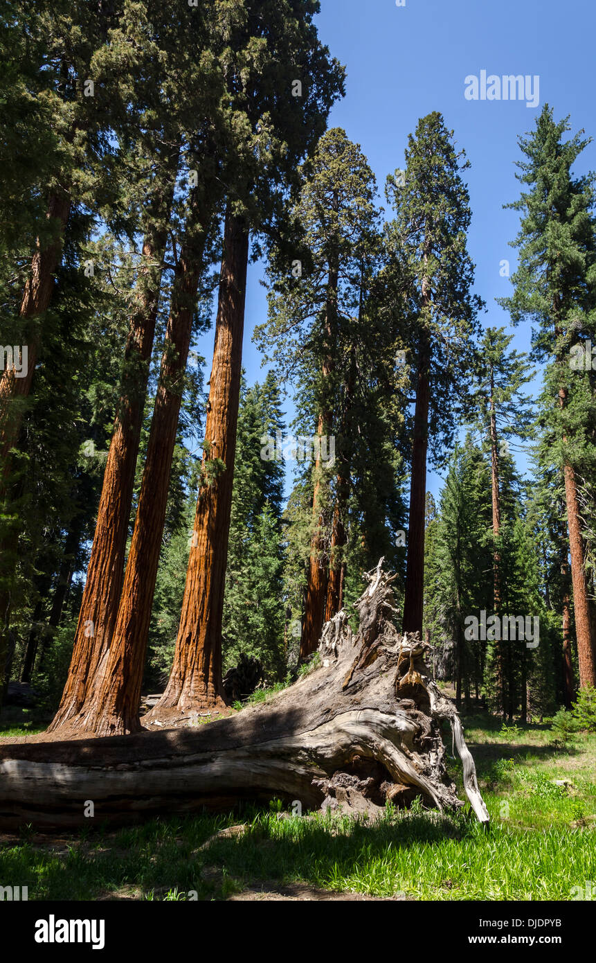 Fallen giant sequoia tree roots hi-res stock photography and images - Alamy