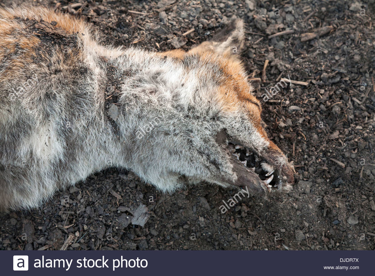 Death Of The Fox High Resolution Stock Photography and Images - Alamy