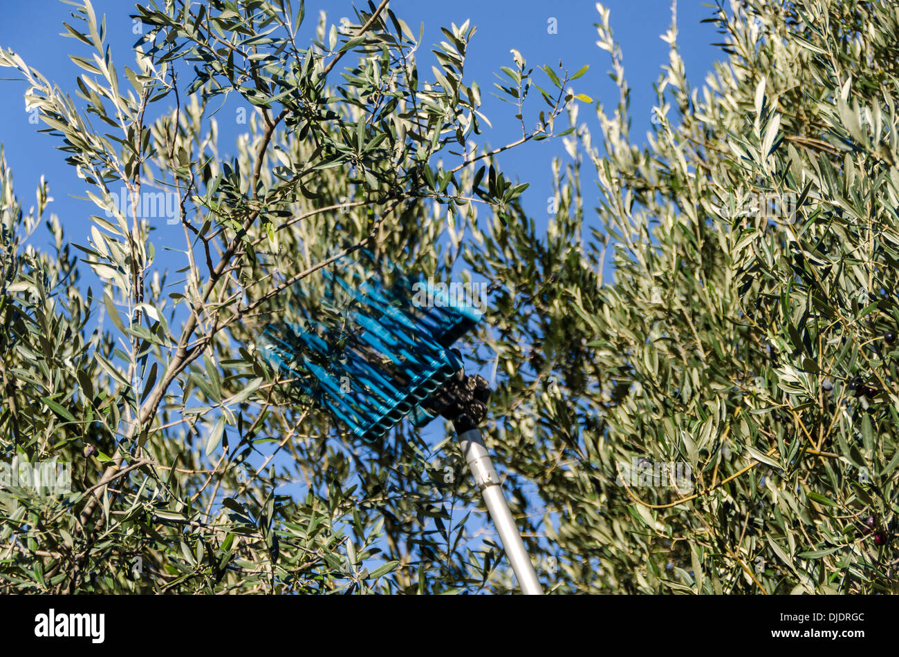 Olive harvest in italy hi-res stock photography and images - Alamy