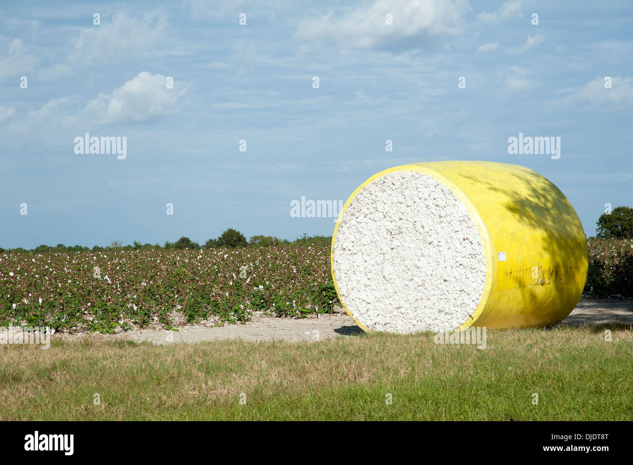 Cotton module hi-res stock photography and images - Alamy