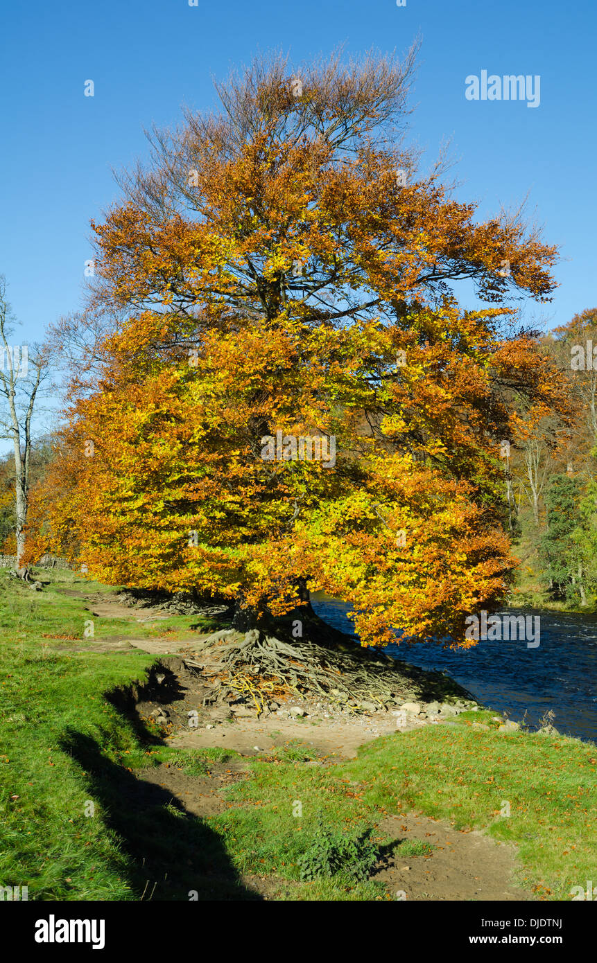 Beech tree colours hi-res stock photography and images - Alamy