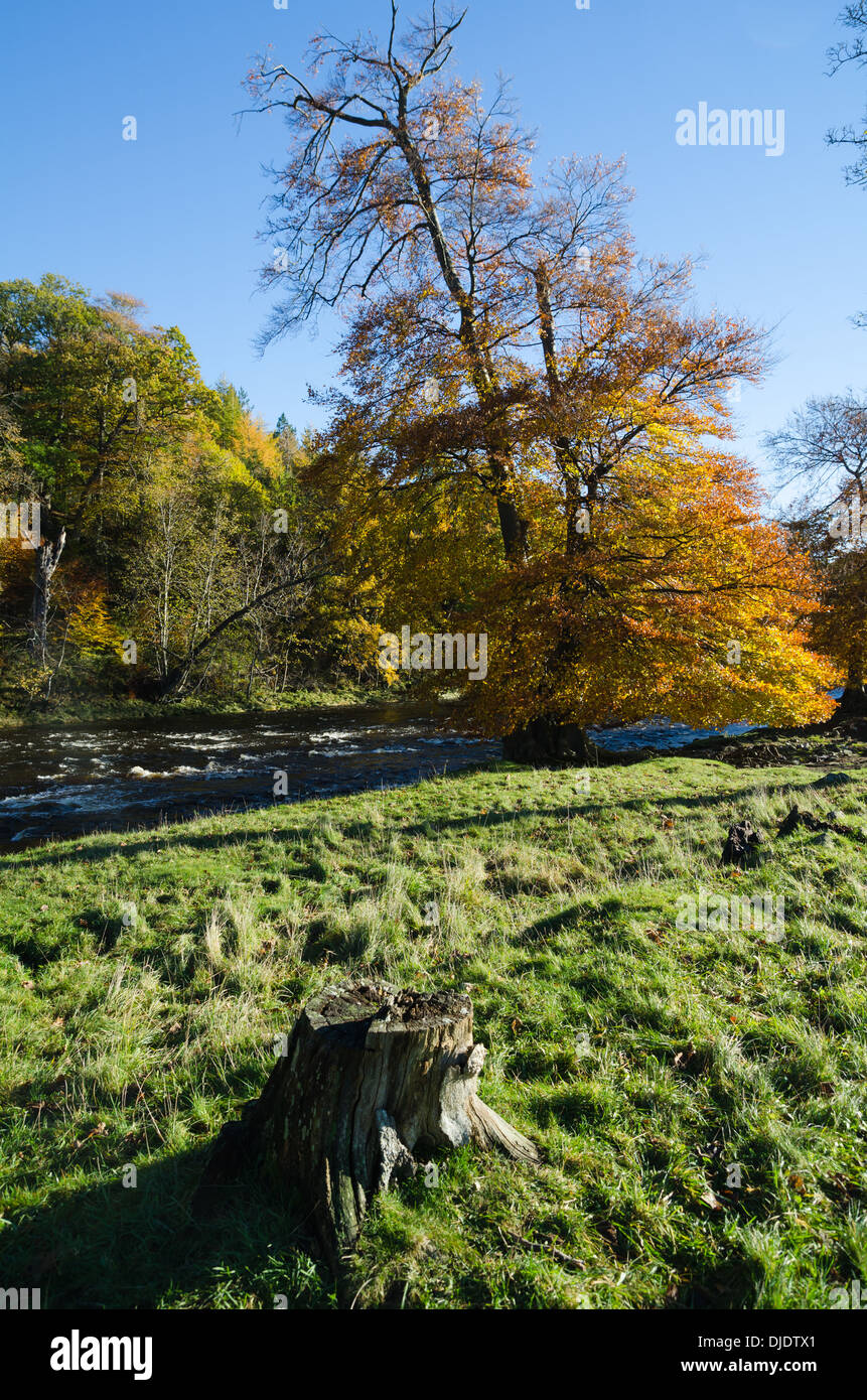 Tree stump beech hi-res stock photography and images - Alamy