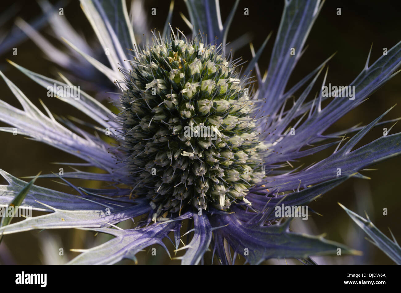 Eryngium sea holly hi-res stock photography and images - Alamy