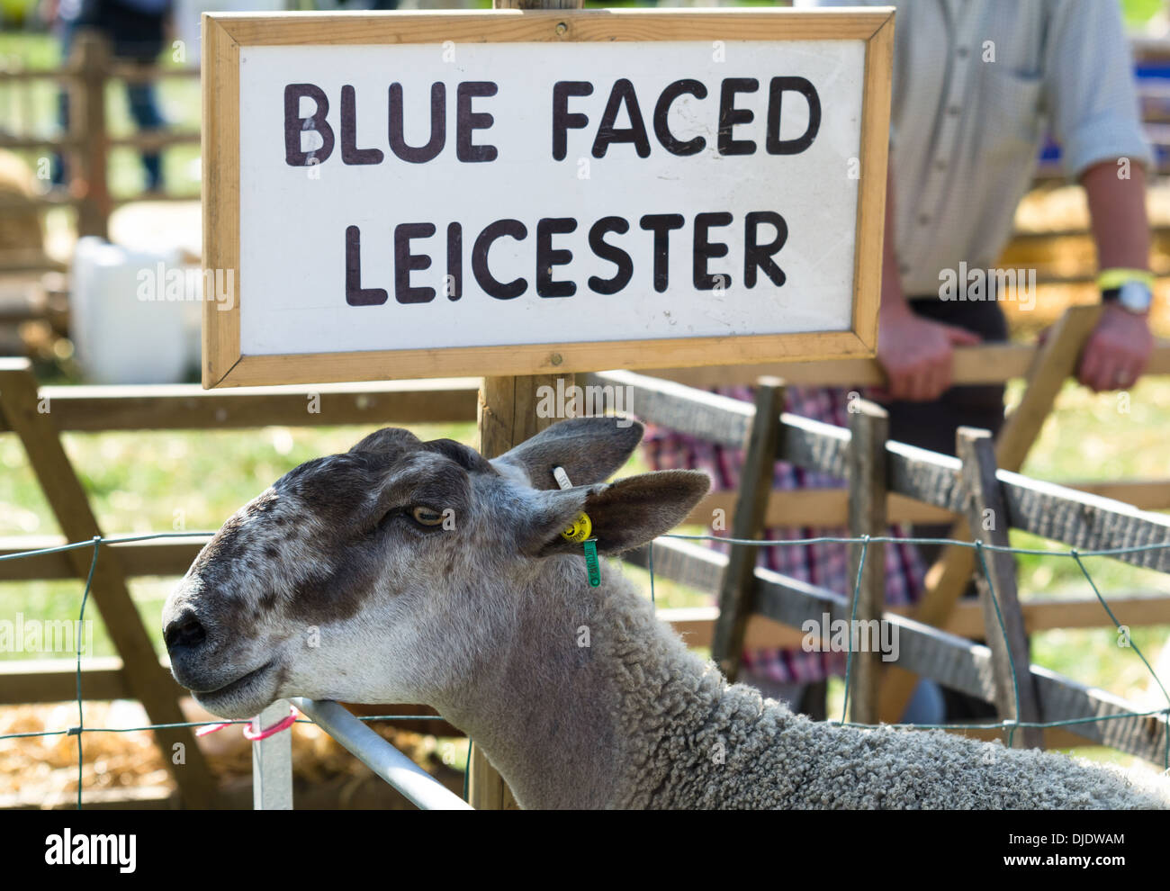 Blue faced leicester sheep in a pen Stock Photo - Alamy