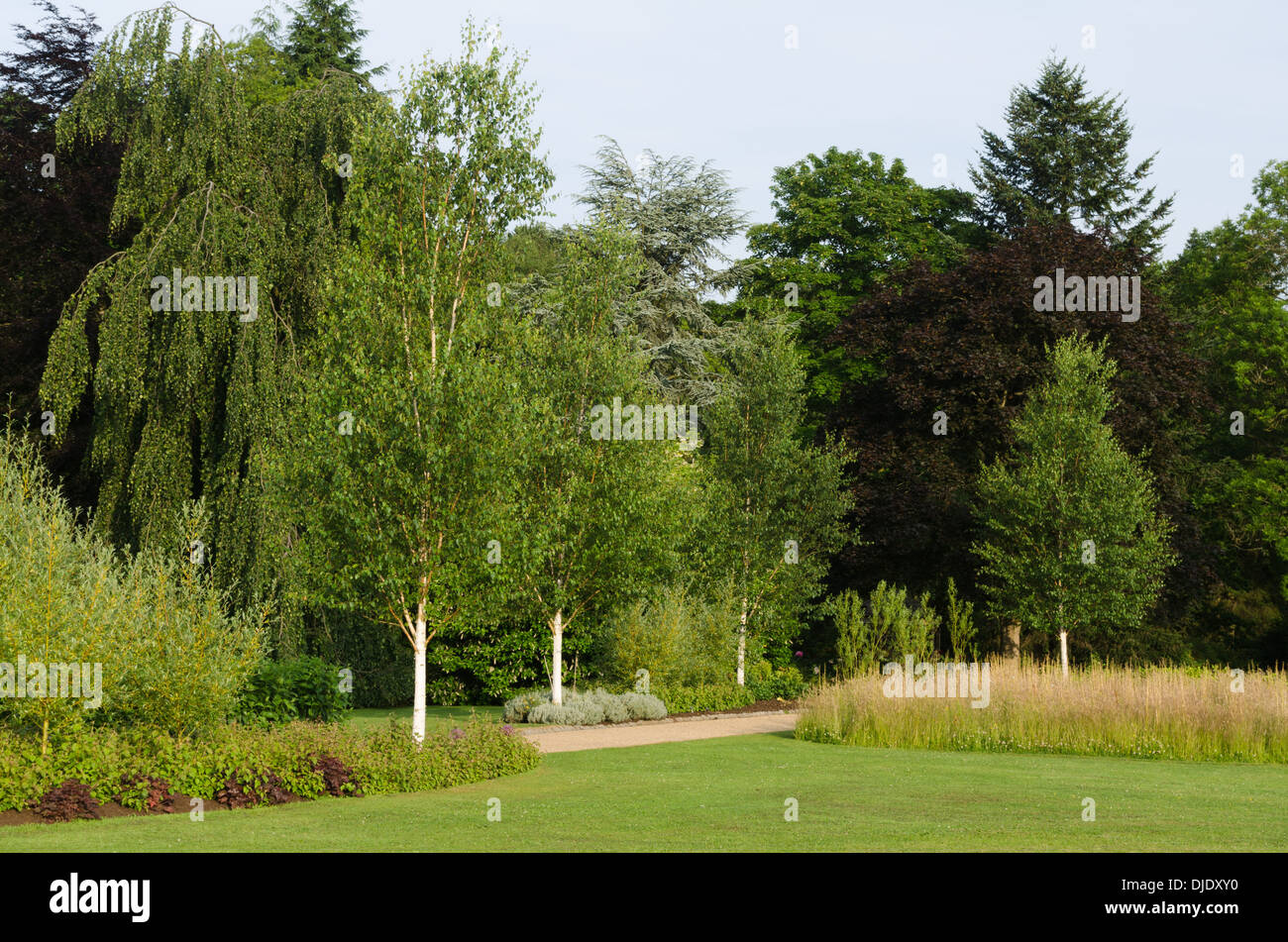 Garden border with silver birch tree Stock Photo - Alamy