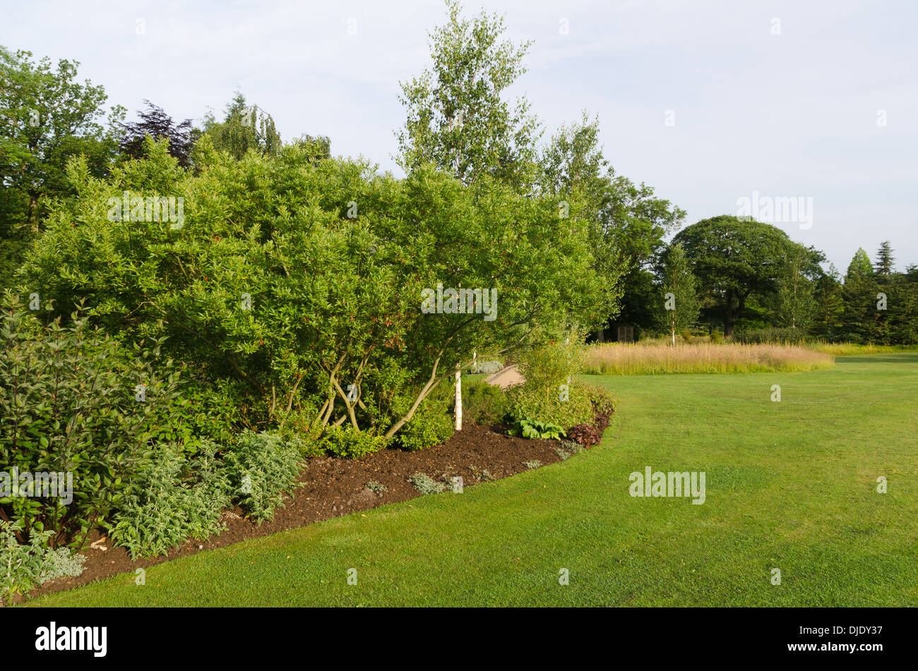 Silver birch garden hi-res stock photography and images - Alamy
