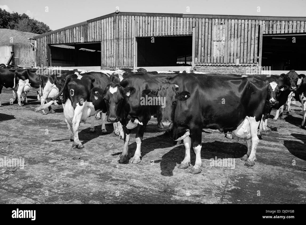 Worthy farm cows hi-res stock photography and images - Alamy