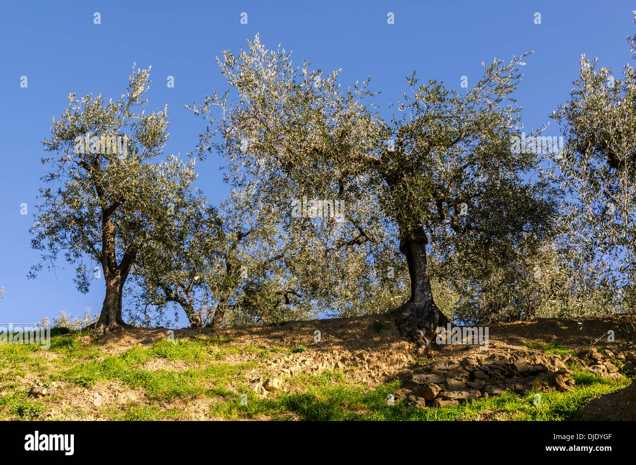 olive trees in the hills of Liguria in Italy Stock Photo - Alamy