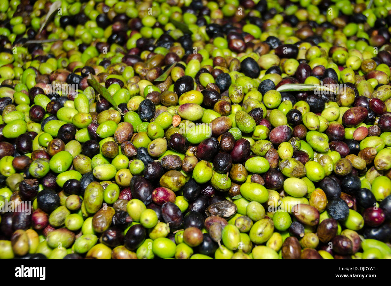 green and black olives in a mill ready to be squeezed Stock Photo - Alamy