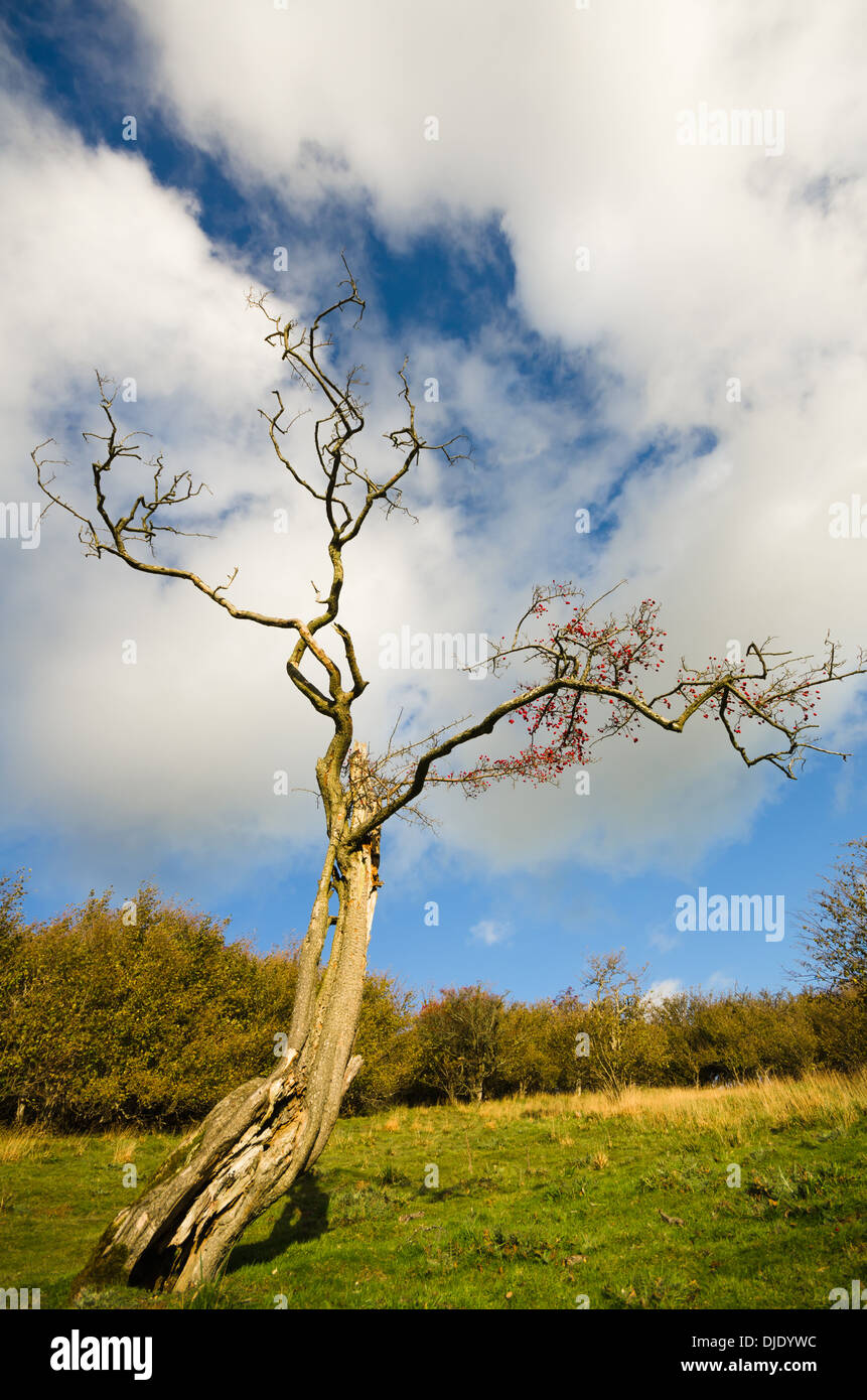 An old hawthorn tree hi-res stock photography and images - Alamy