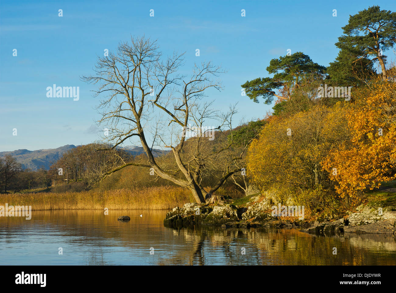 Borrans Park at Waterhead, Lake Windermere, Lake District National Park ...