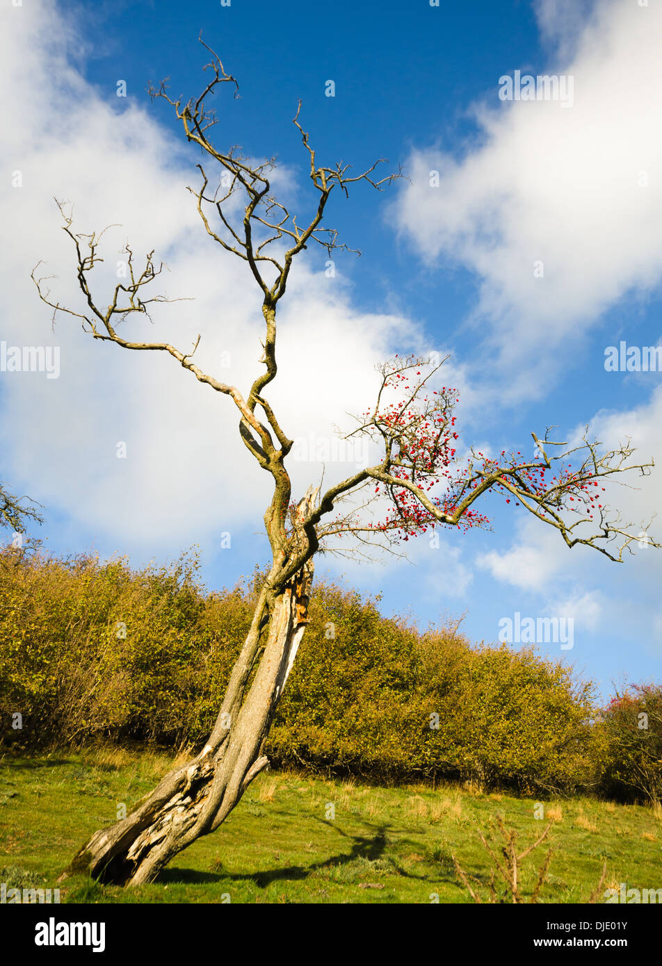 Old haws hi-res stock photography and images - Alamy