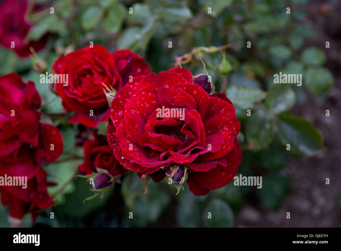 Rose with morning dew hi-res stock photography and images - Alamy