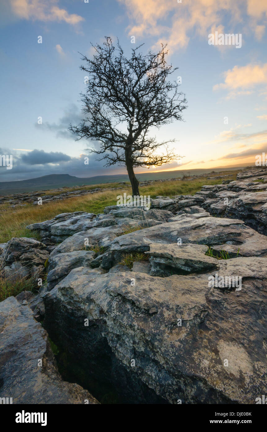 Limestone, tree and Pen-y-Ghent Stock Photo - Alamy