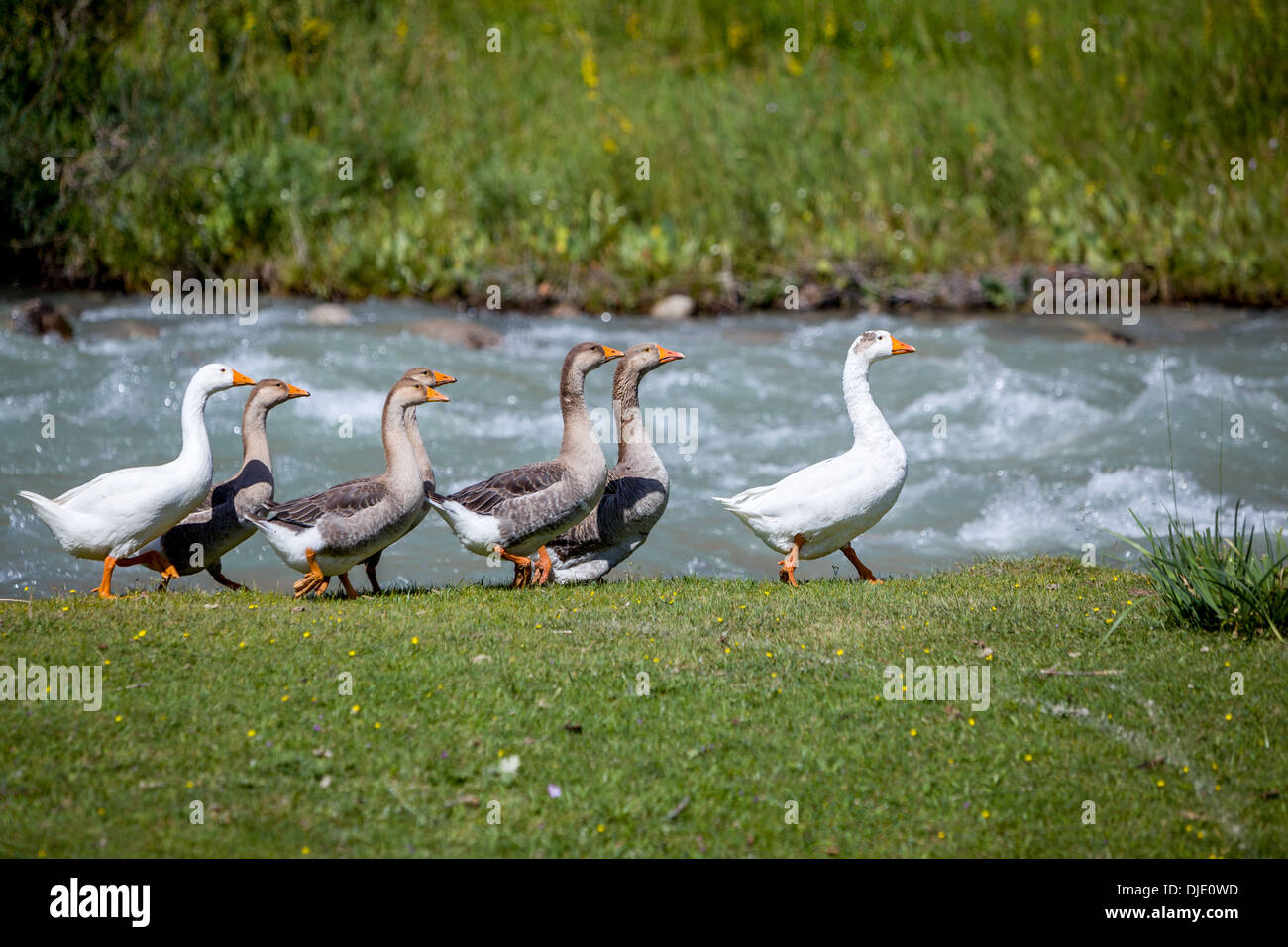 Rapid water flow hi-res stock photography and images - Alamy