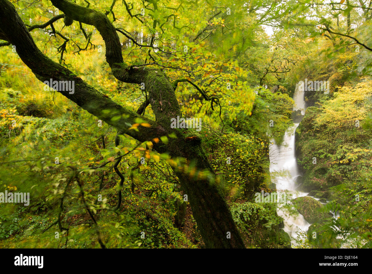 Stock Ghyll waterfall in Ambleside, Lake District, UK, with Autumn ...