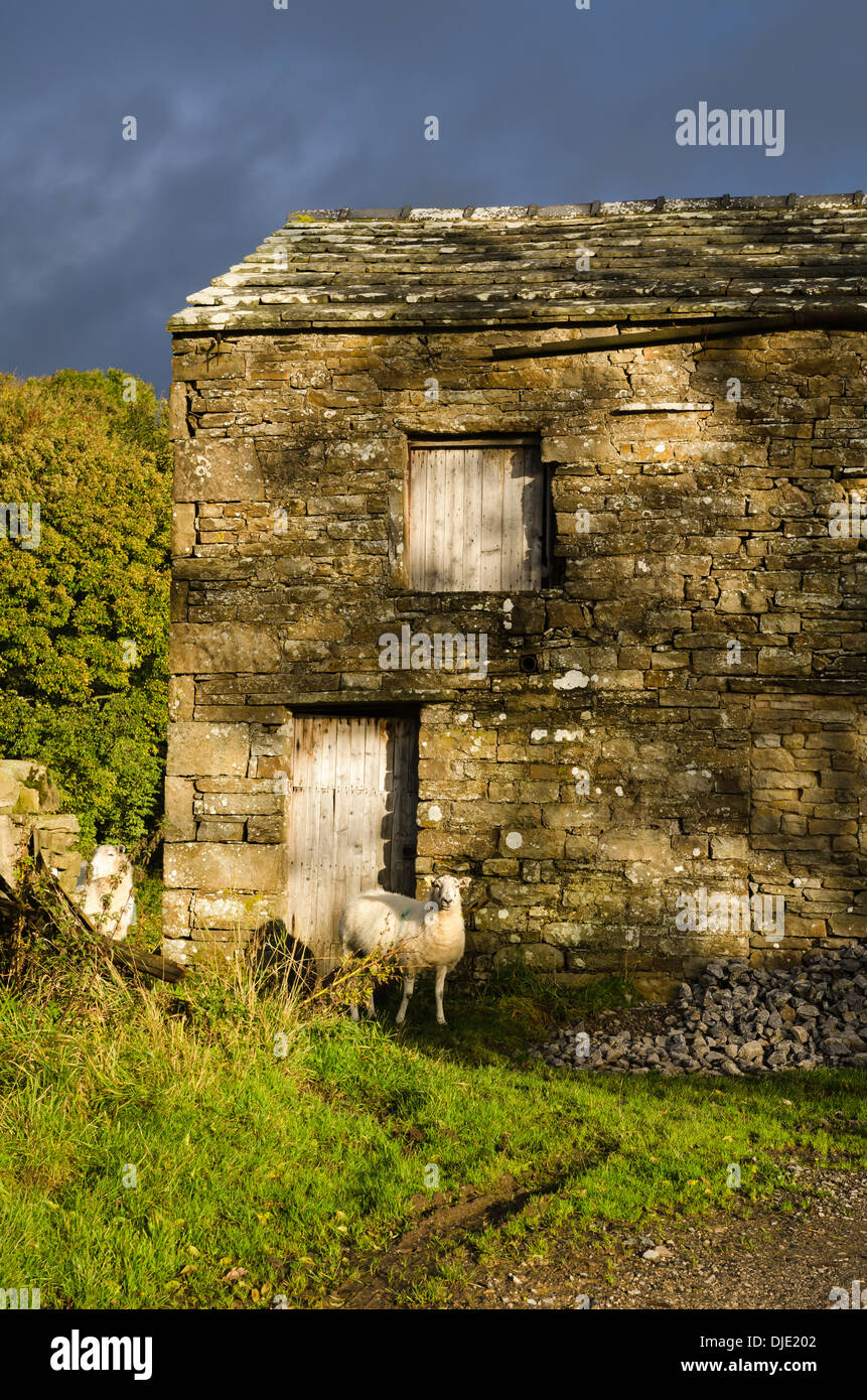 Sunlit barn and sheep in the Yorkshire Dales Stock Photo - Alamy