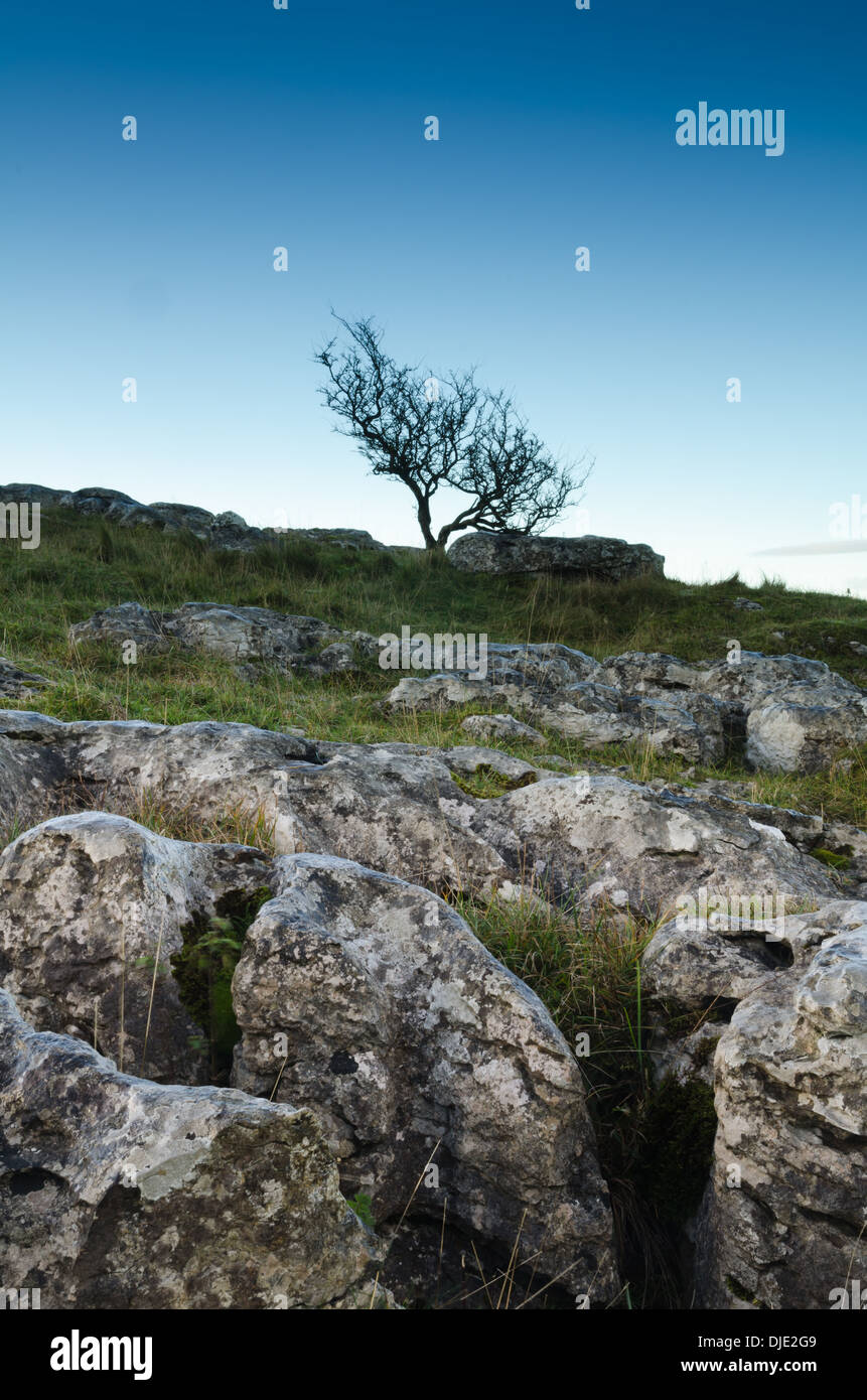 Limestone rocks with tree beyond Stock Photo - Alamy