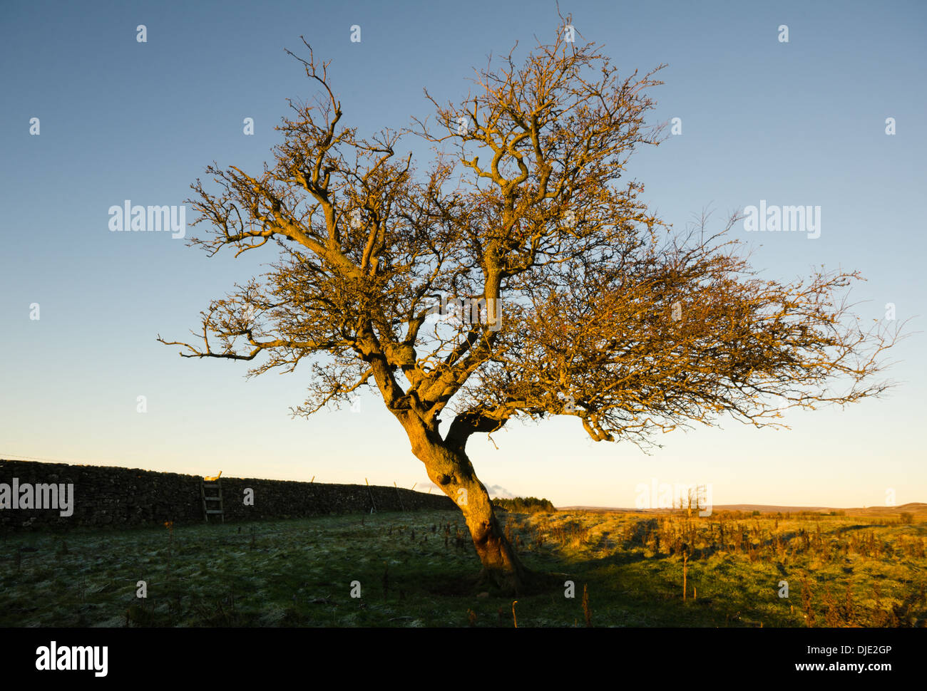 Winter hawthorn tree on farmland Stock Photo - Alamy
