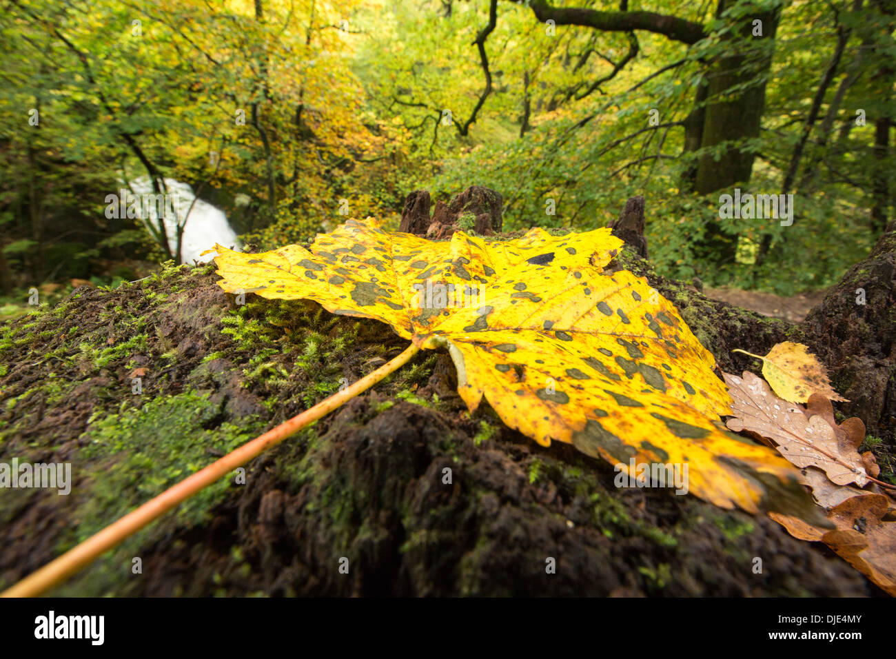 Stock Ghyll waterfall in Ambleside, Lake District, UK, with Autumn ...