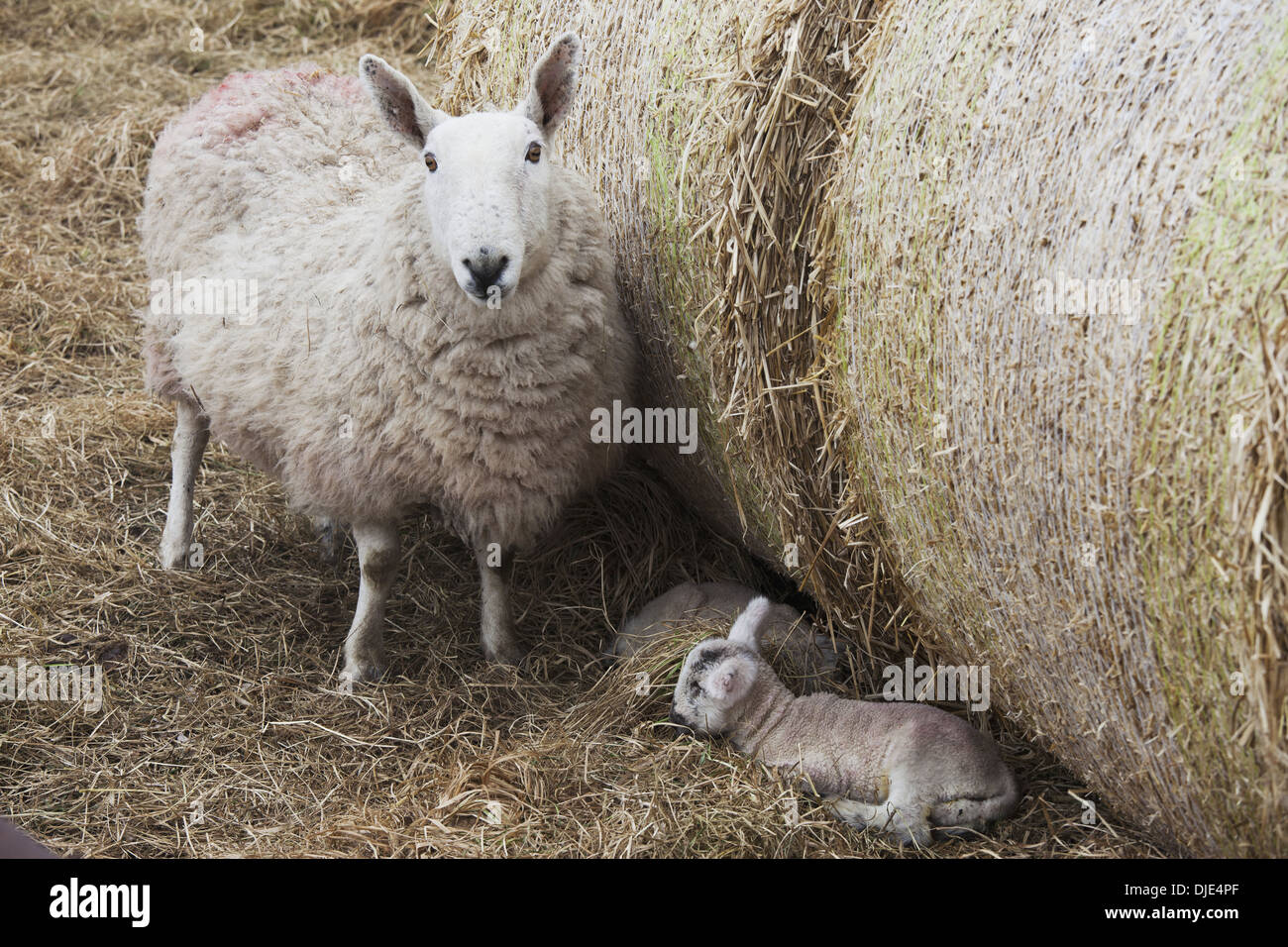 A Sheep And Lamb Together In The Hay; Northumberland, England Stock ...