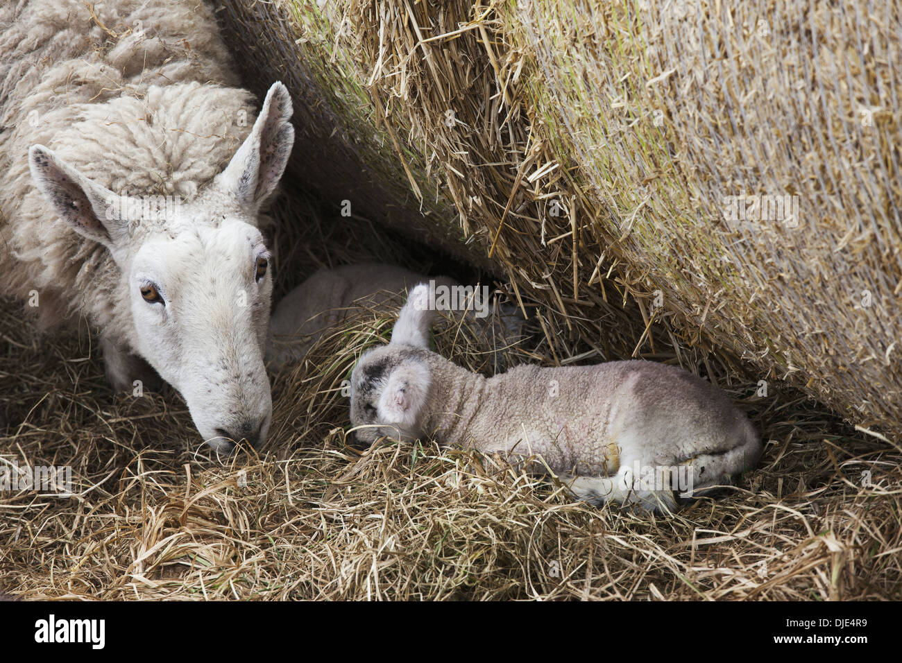 A Sheep And Lamb Together In The Hay; Northumberland, England Stock ...