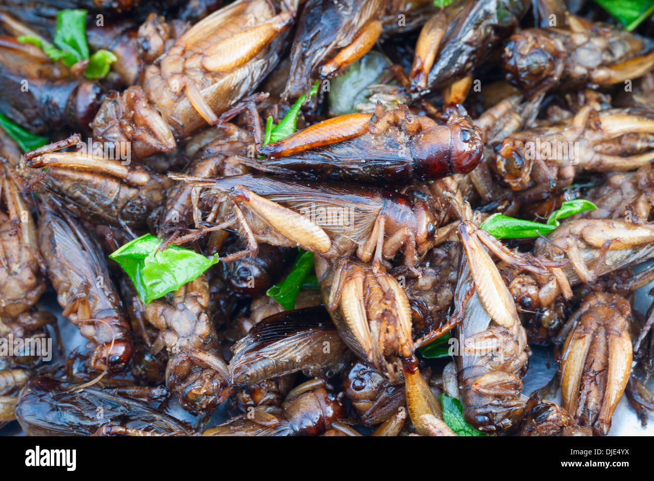 Deep fried crickets garnished with scallion leaves, Thailand Stock ...