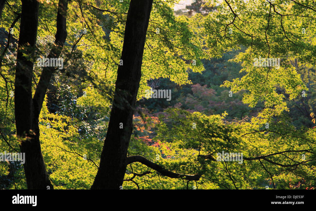 Momiji leaves hi-res stock photography and images - Alamy