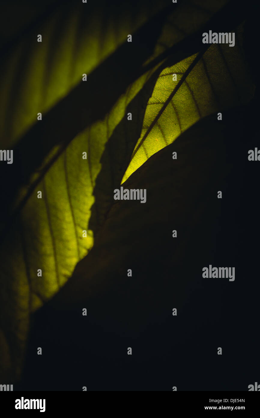 Tree leaves in dramatic shadow Stock Photo - Alamy