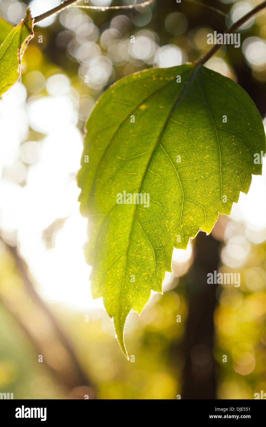 Tree leaves and sunlight Stock Photo - Alamy