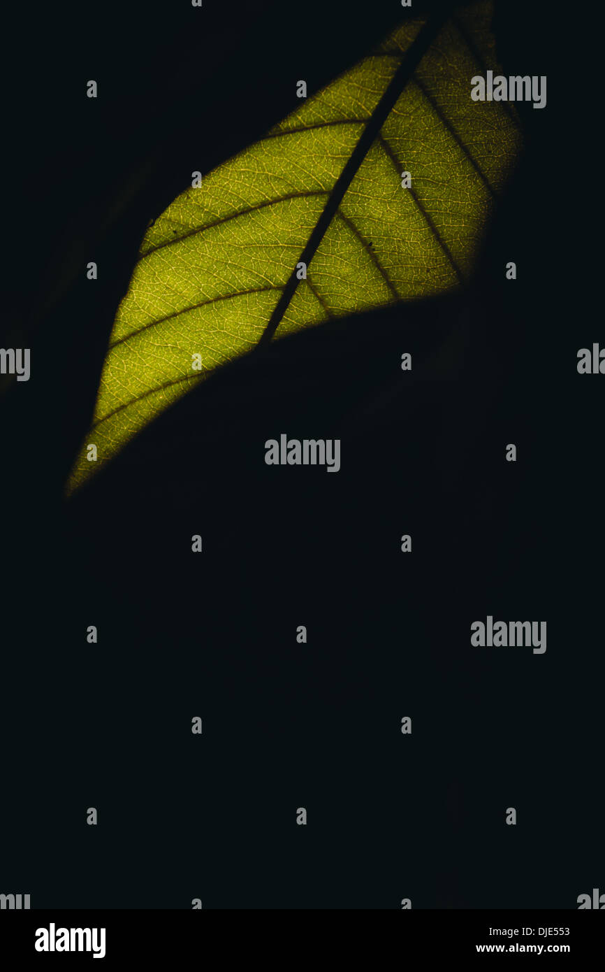 Tree leaf in dramatic shadow Stock Photo - Alamy