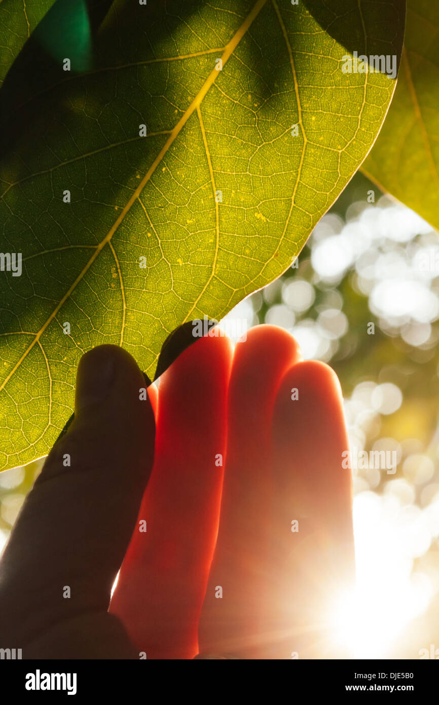 Sunshine through leaf hi-res stock photography and images - Alamy