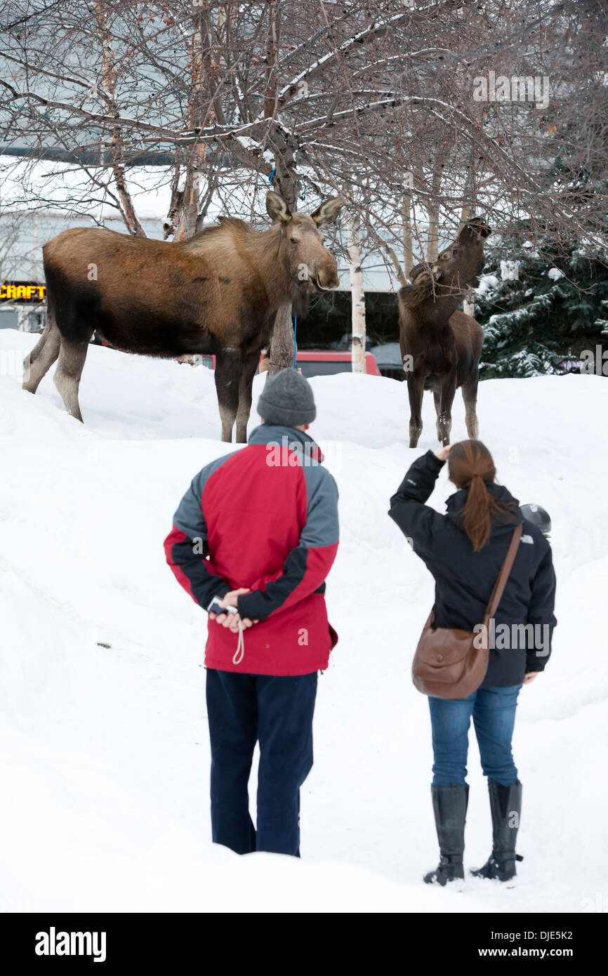 A Pair Of Tourists Watch And Take Pictures Of Two Moose In Town Square ...