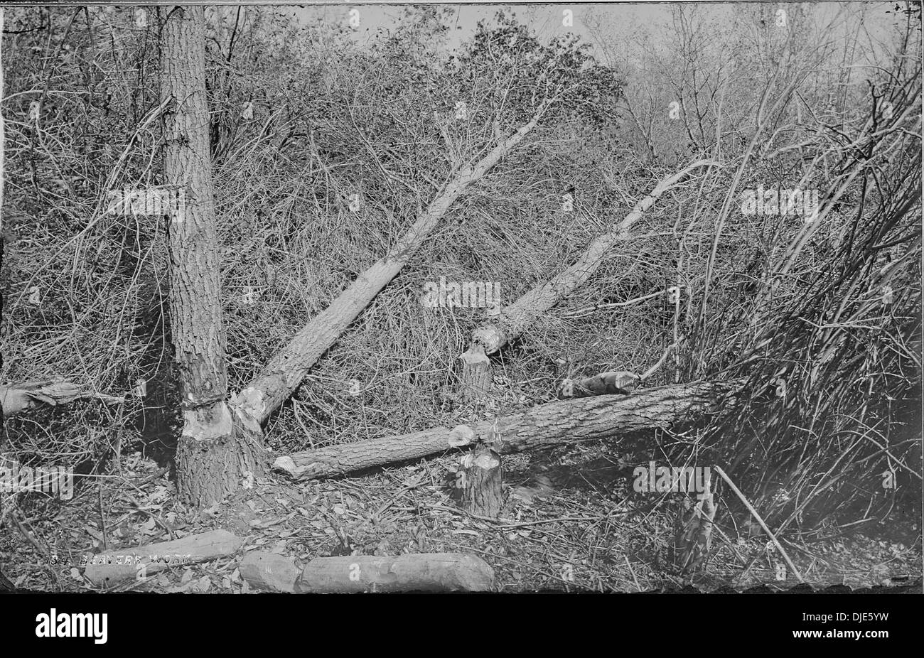 This photograph shows a beaver's work in Colorado, where the animal has ...